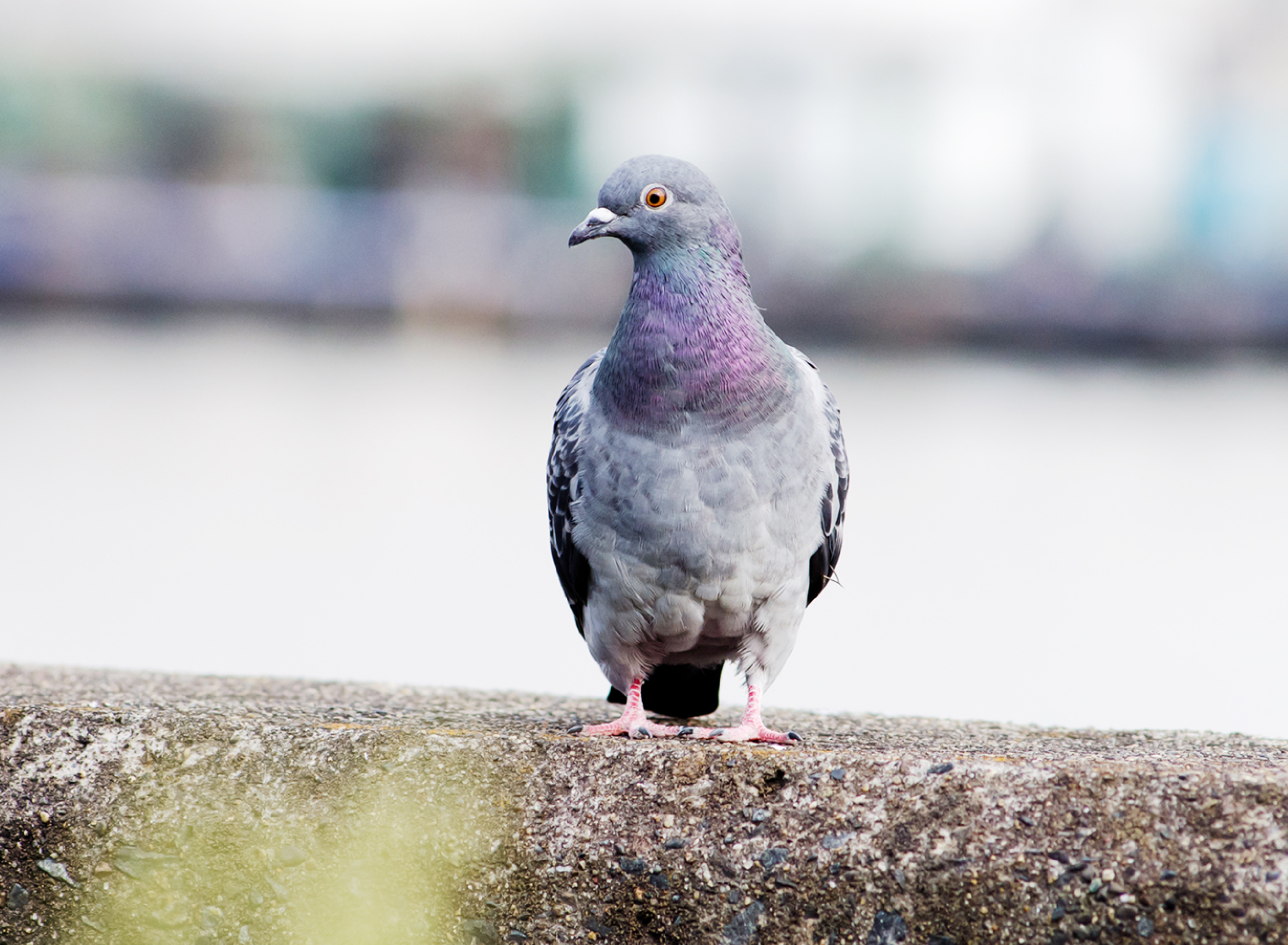 ホームページを公開しました | BYE BIRD バイ・バード 林建設株式会社鳥害対策チーム